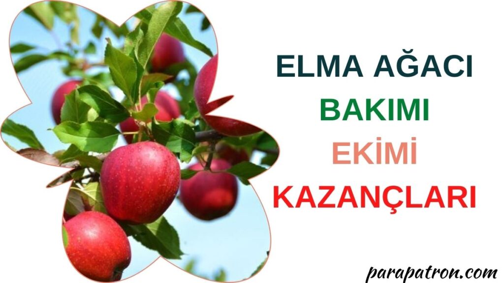 Yetiştirilmesi gereken en karlı ağaç türleri